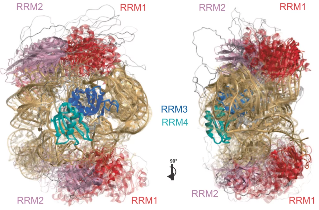 Integrative solution structure of PTBP1-IRES complex reveals strong ...