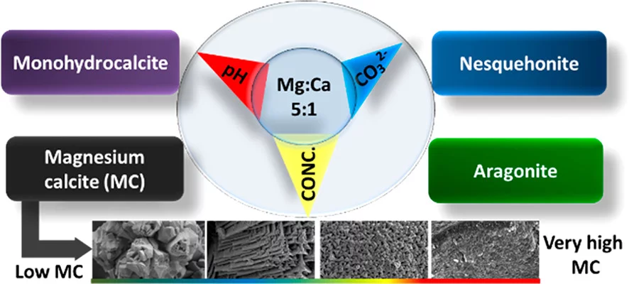 Tuning the magnesium content in magnesium rich-calcites | PHOENIX Group ...