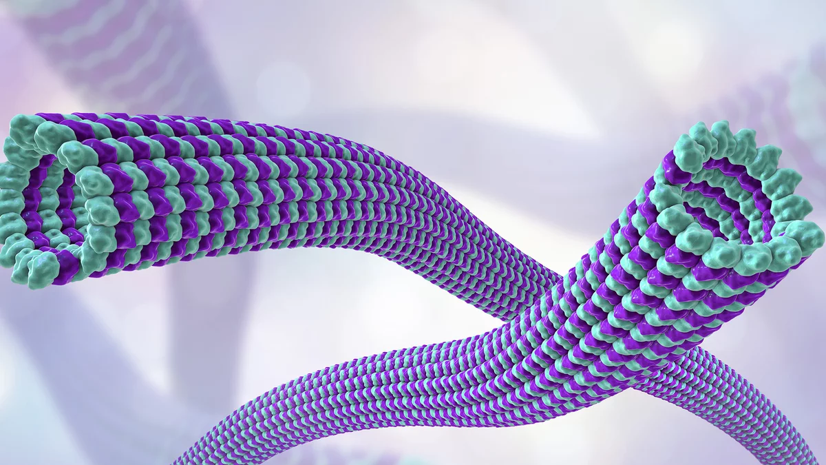 Cell cytoskeleton as target for new active agents | News & Events | PSI