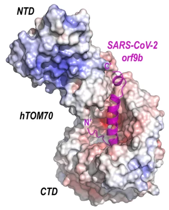 Crystal structure of SARS-CoV-2 Orf9b in complex with human TOM70 suggests unusual virus-host ...