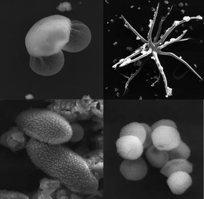 Biological Particle Sources and Impact | LAC | Paul Scherrer Institut (PSI)