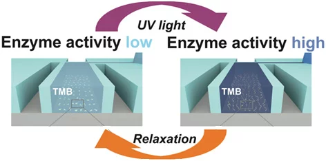 Light-switching of enzymatic activity | LXN | Paul Scherrer Institut (PSI)