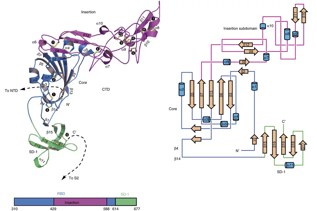 Towards understanding of human betacoronavirus HKU1 life cycle | MX ...